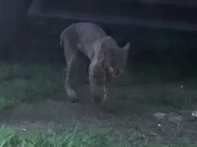 Georgia woman says she killed rabid bobcat with bare hands - WKBW.com ...