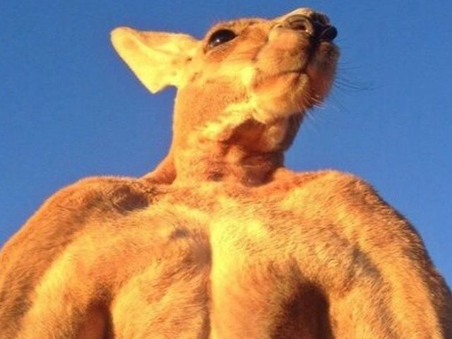 Roger, the beefcake kangaroo who became an internet sensation, dies at ...